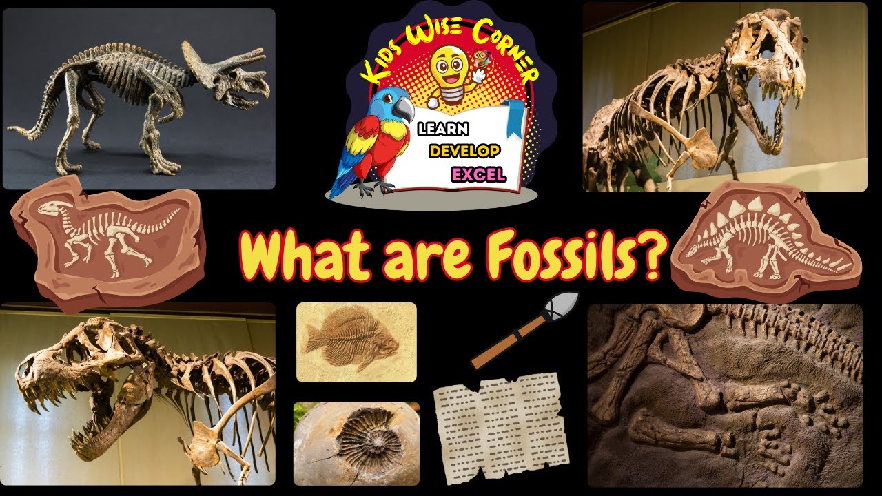 Fossils| How They Are Made and Found Beneath the Earth - YouTube