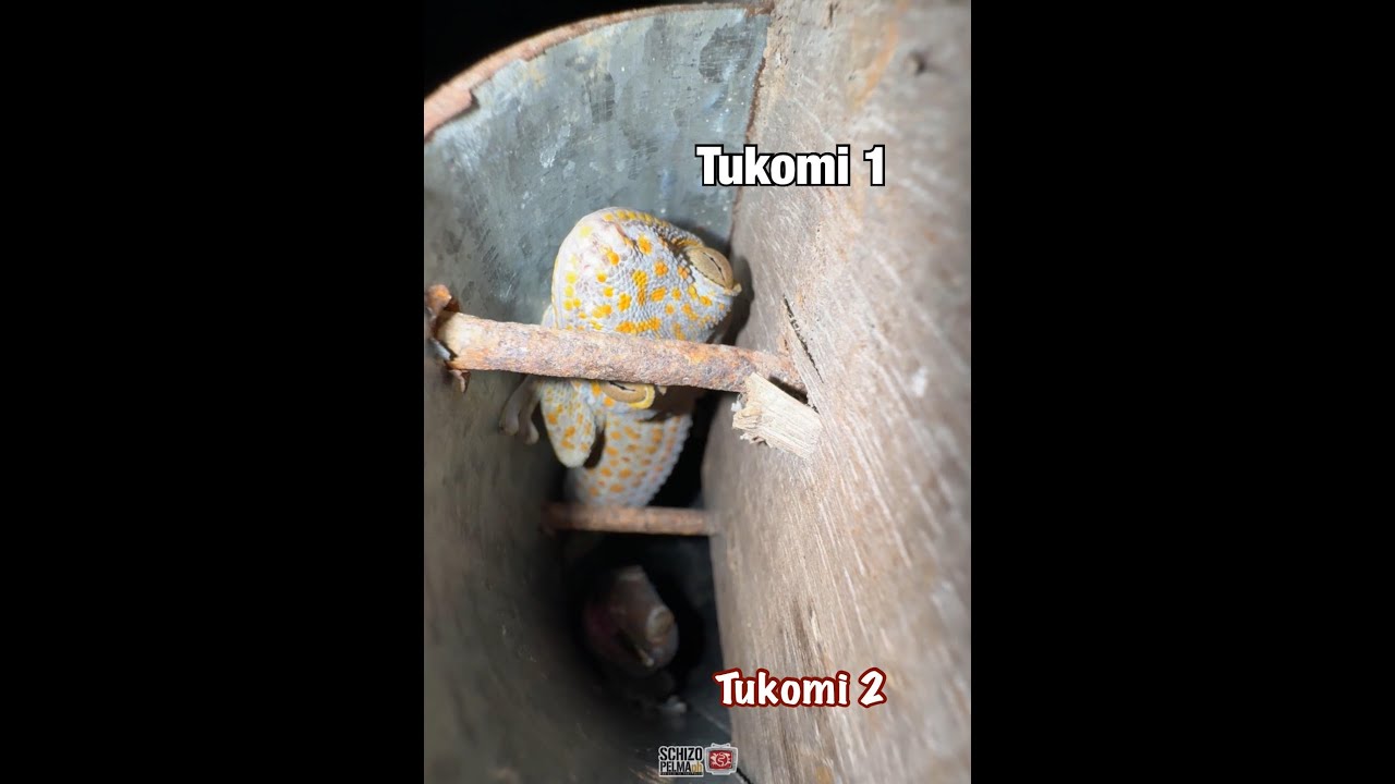 Tukomi Feeding session.. - YouTube