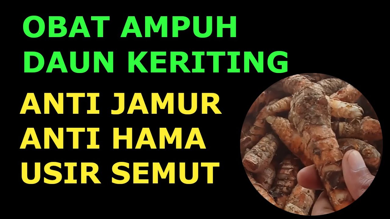 Manfaat Kunyit Untuk Semua Tanaman, Atasi Daun Keriting Hingga Jamur ...