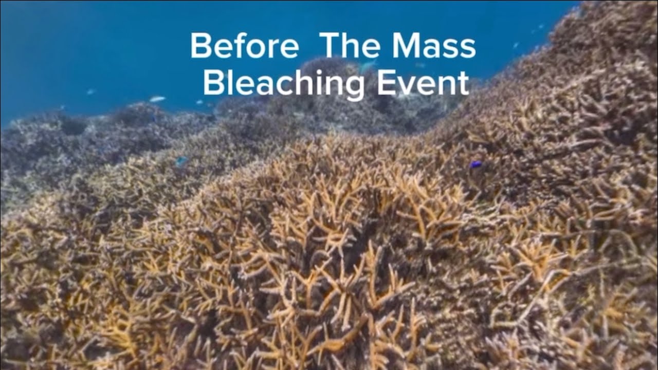 Before, During, and After Major Bleaching Event - YouTube