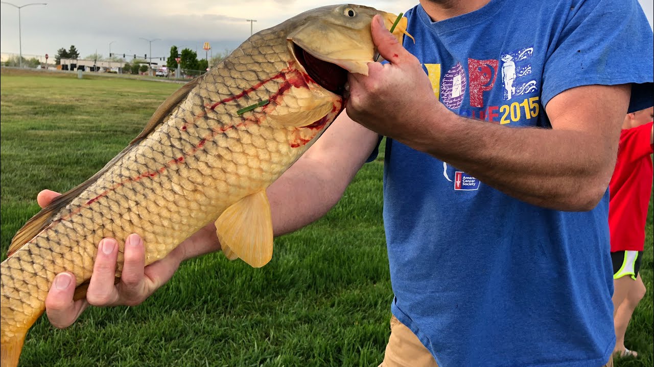Bottom fishing in the Snake River (Huge Carp!!!) - YouTube