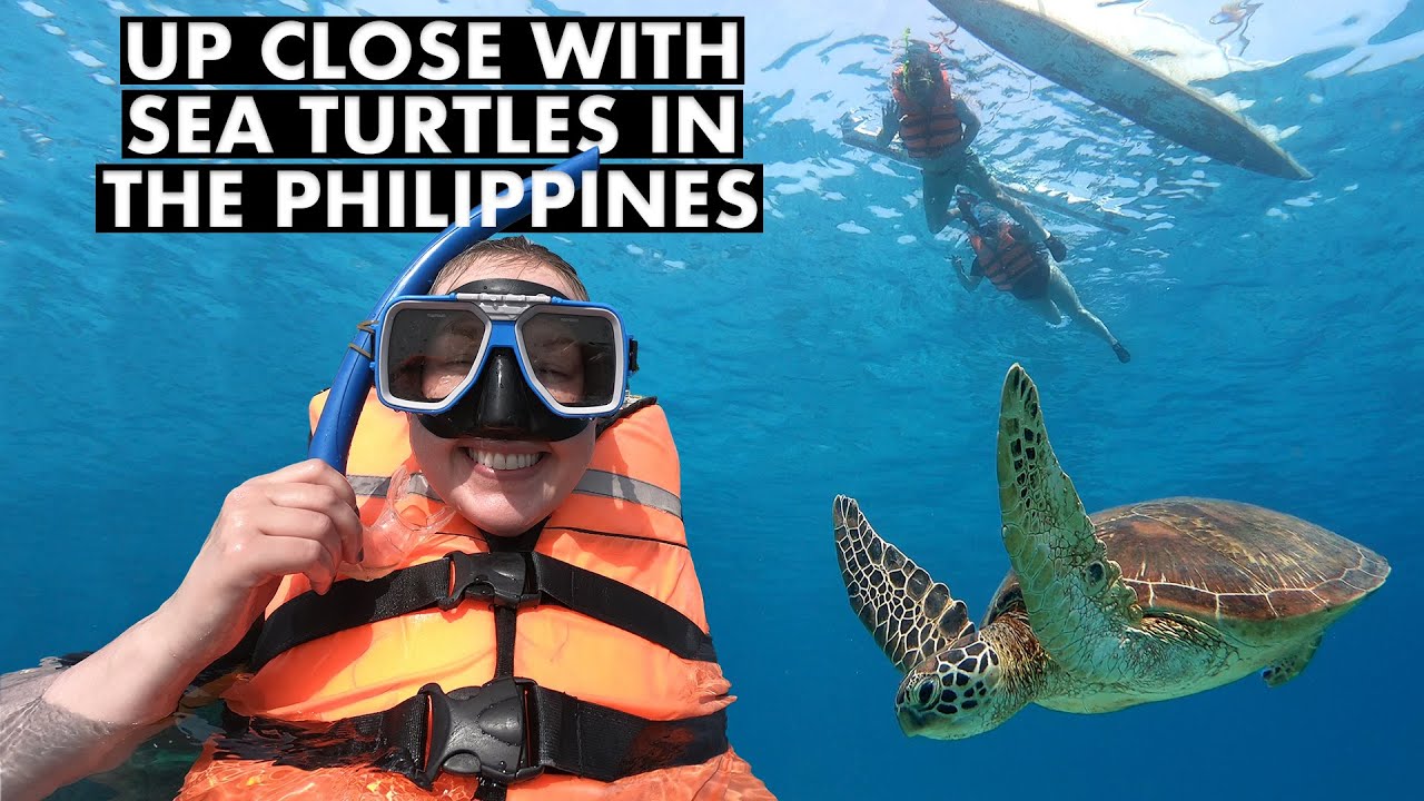 Up Close with Sea Turtles in the Philippines - YouTube
