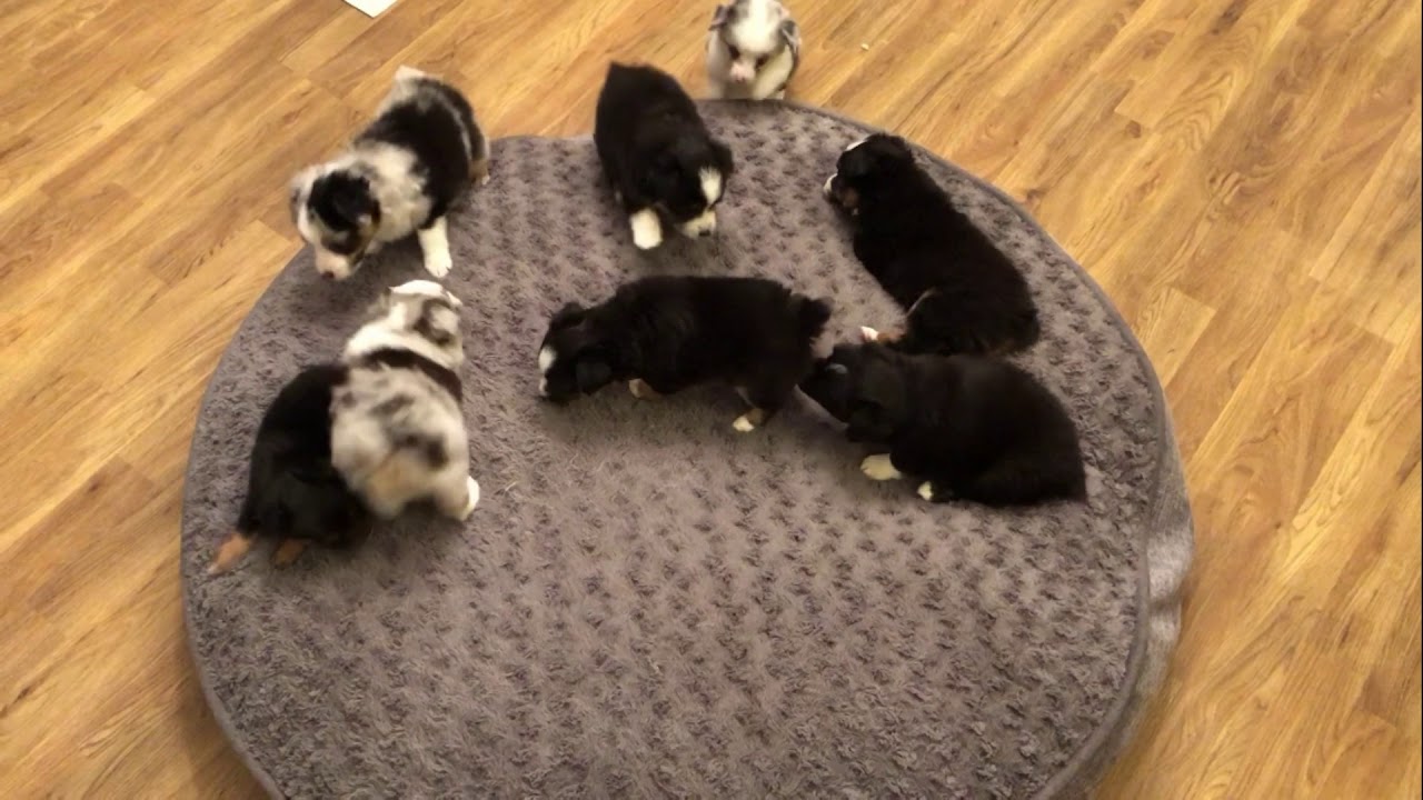 5 Week Old Puppies Playing - YouTube