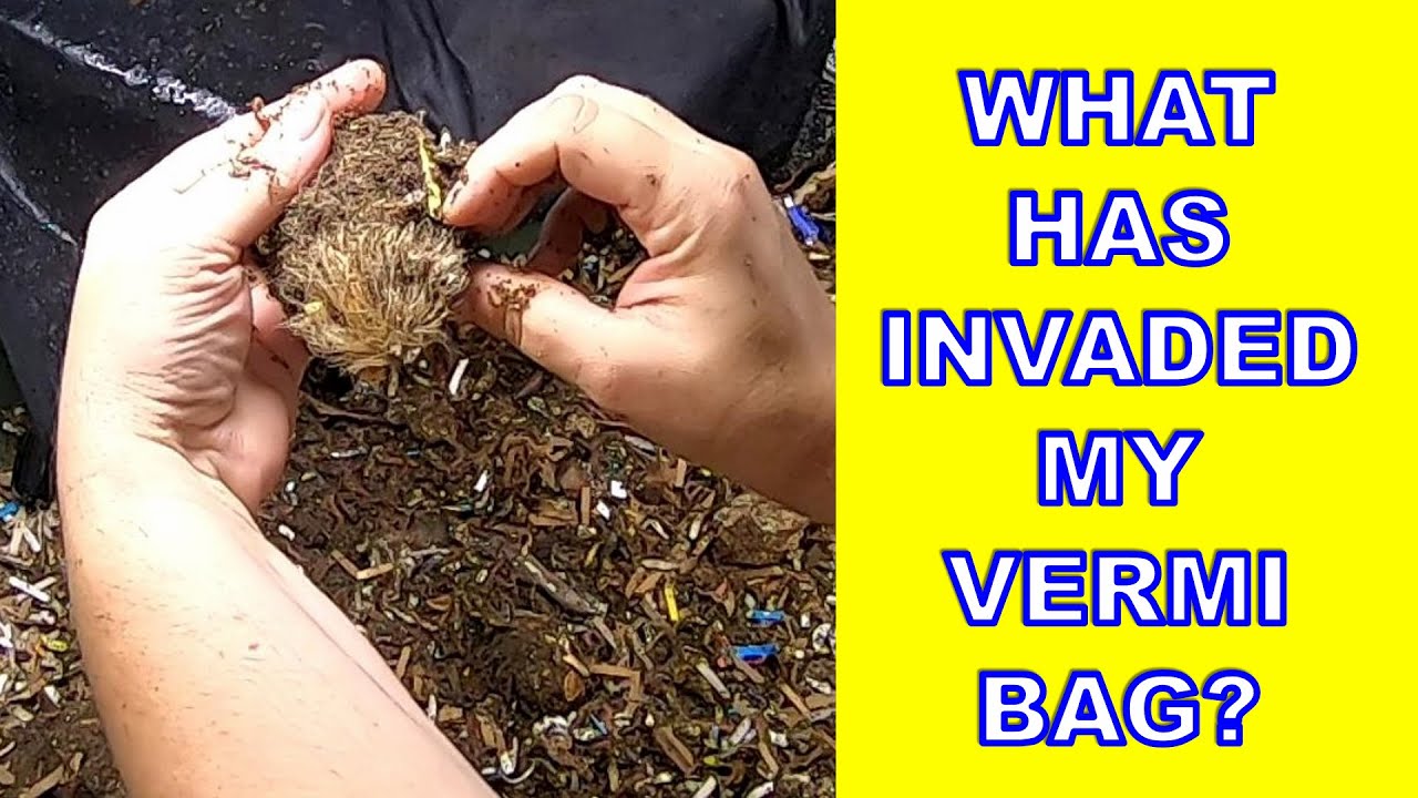 AFRICAN NIGHT CRAWLERS IN THE VERMI BAG - YouTube