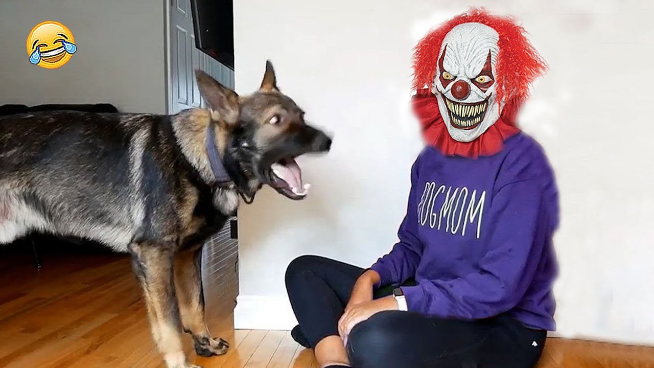 Dog's Funniest Reaction Will Make Your Day - YouTube