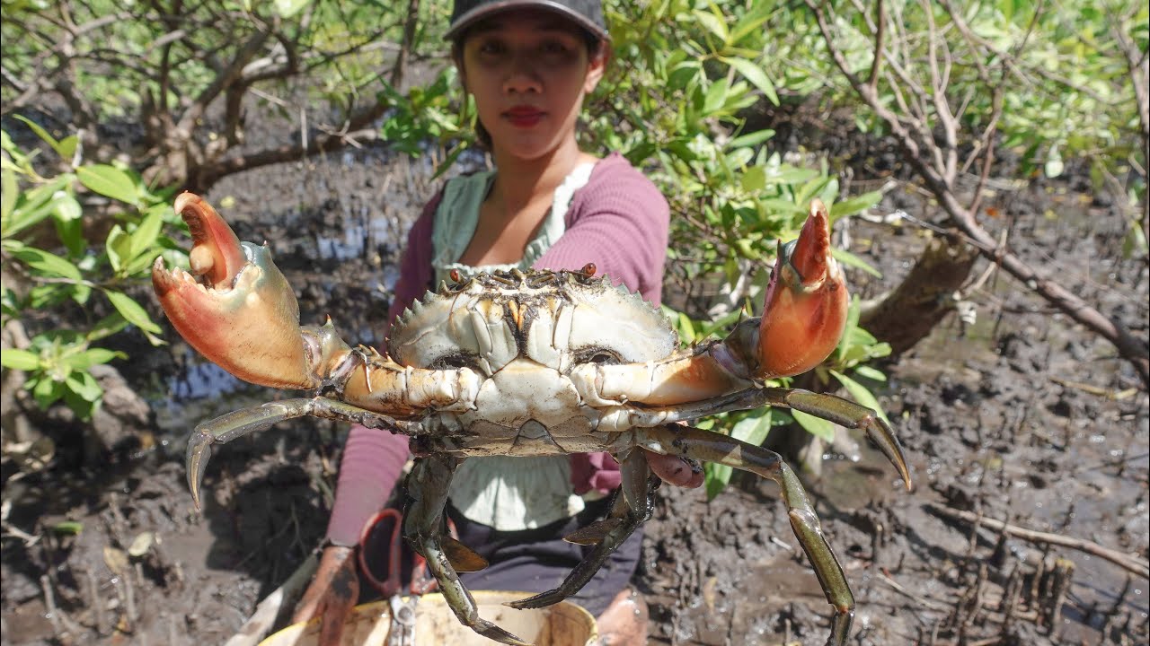 Low Tide Swamp Hunting - Catching Giant Mud Crabs! - YouTube