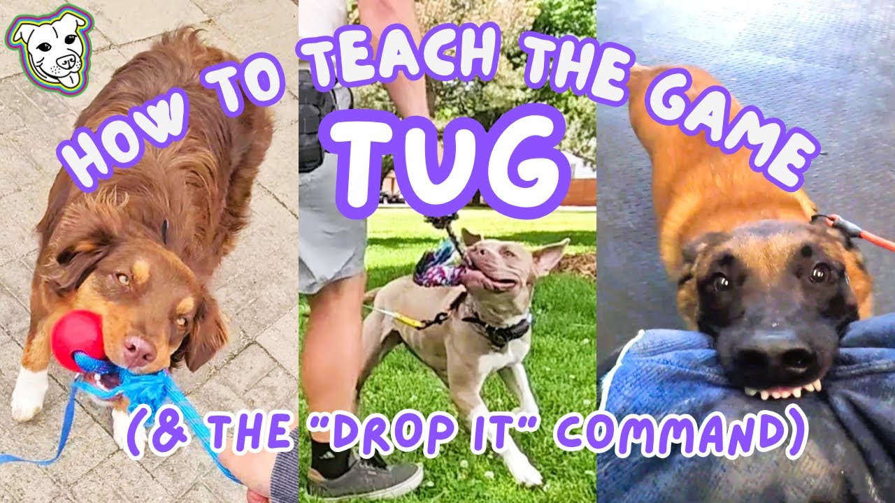 Teach Your Dog TUG & Train the "DROP IT" Command - YouTube