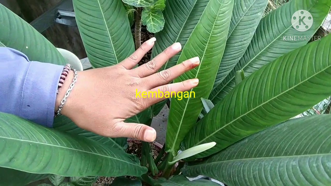 Bunga Linet | Philodendron Lynette - YouTube