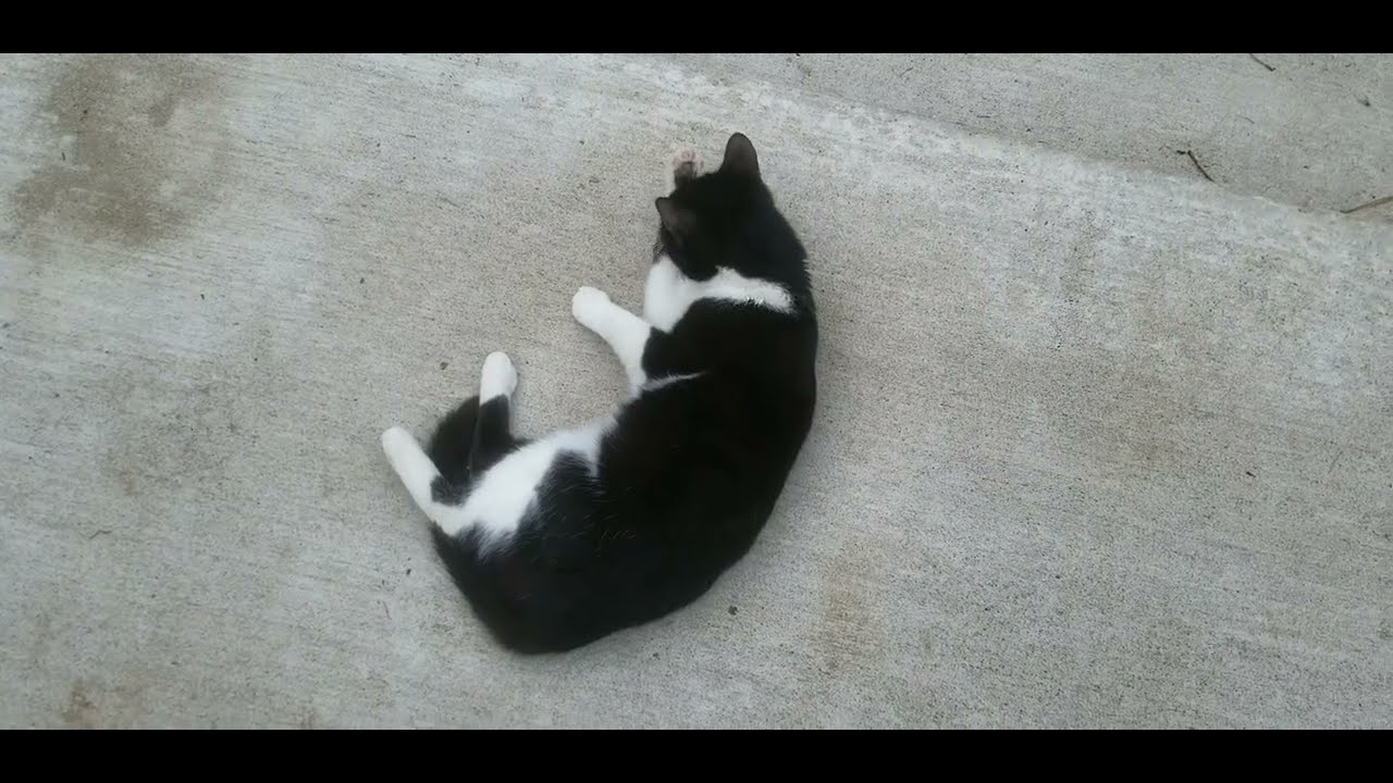 Cat grabs camera - YouTube