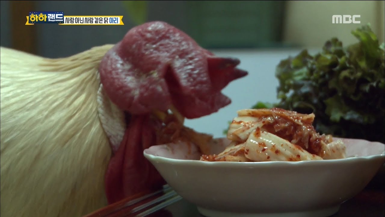 [Haha Land] 하하랜드 - The chicken's favorite food is kimchi 20170809 - YouTube