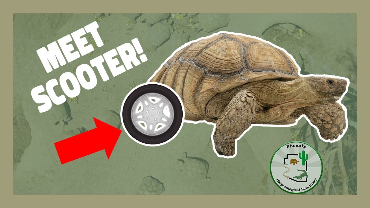 Meet our tortoise with a WHEEL! - YouTube