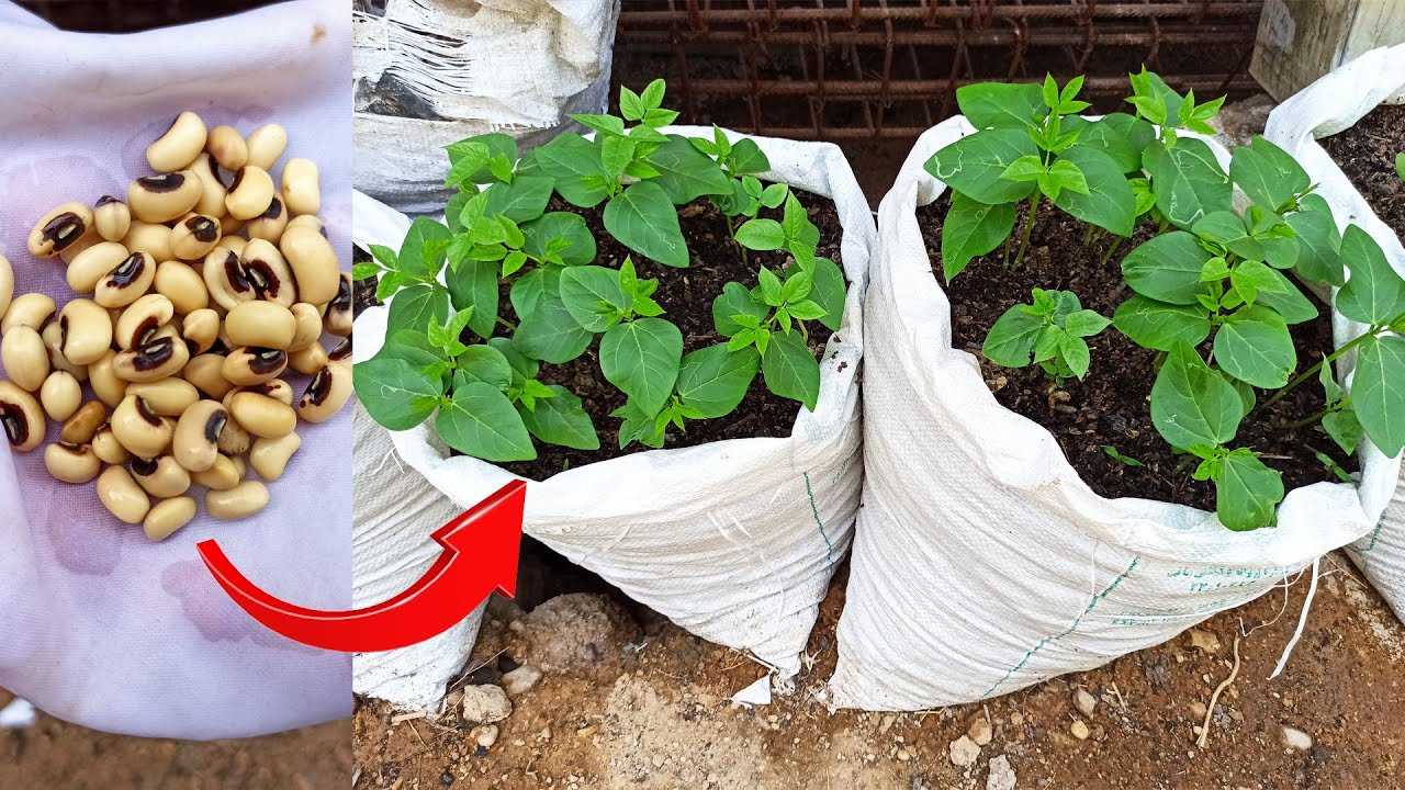 How to grow beans from seeds at home - a complete guide - YouTube