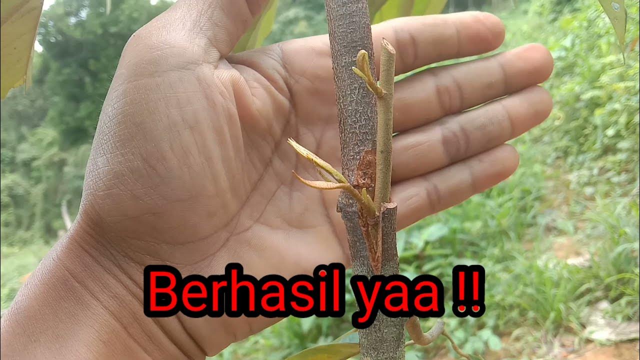sambung sisip Durian||sambung sisip durian di lahan||hasil sambung sisip durian - YouTube