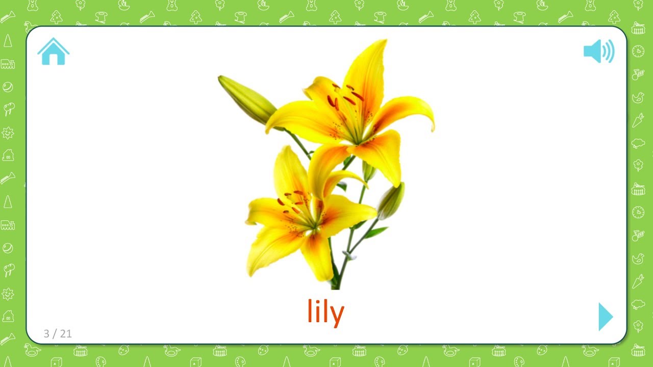 Lily - Flowers - Flashcards for Kids - YouTube
