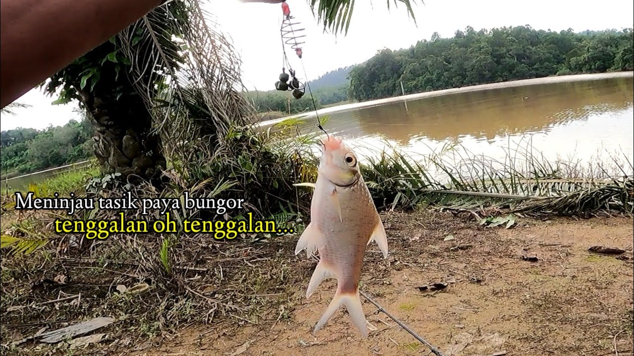 Lesen tenggalan Mancing di tasik paya bungor - YouTube