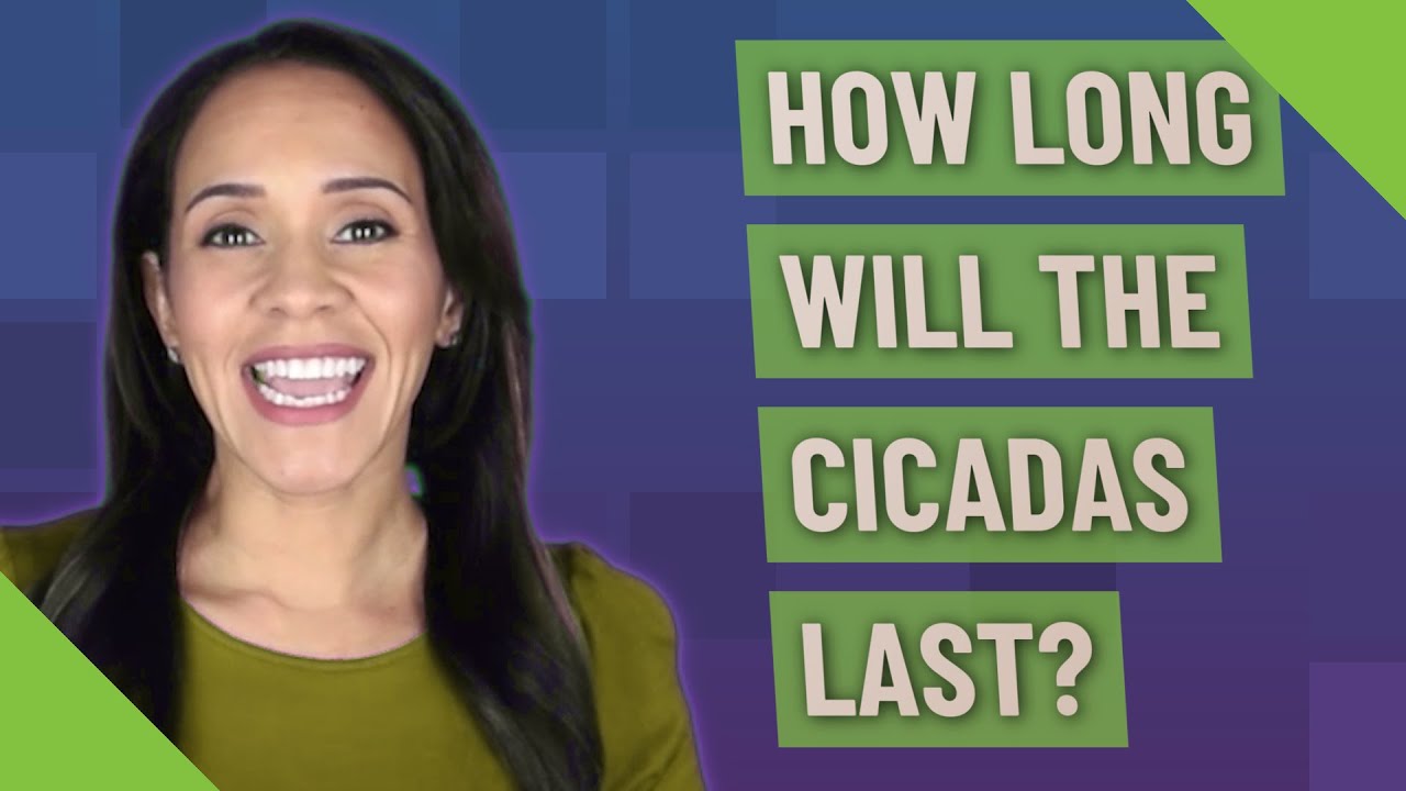 How long will the cicadas last? - YouTube