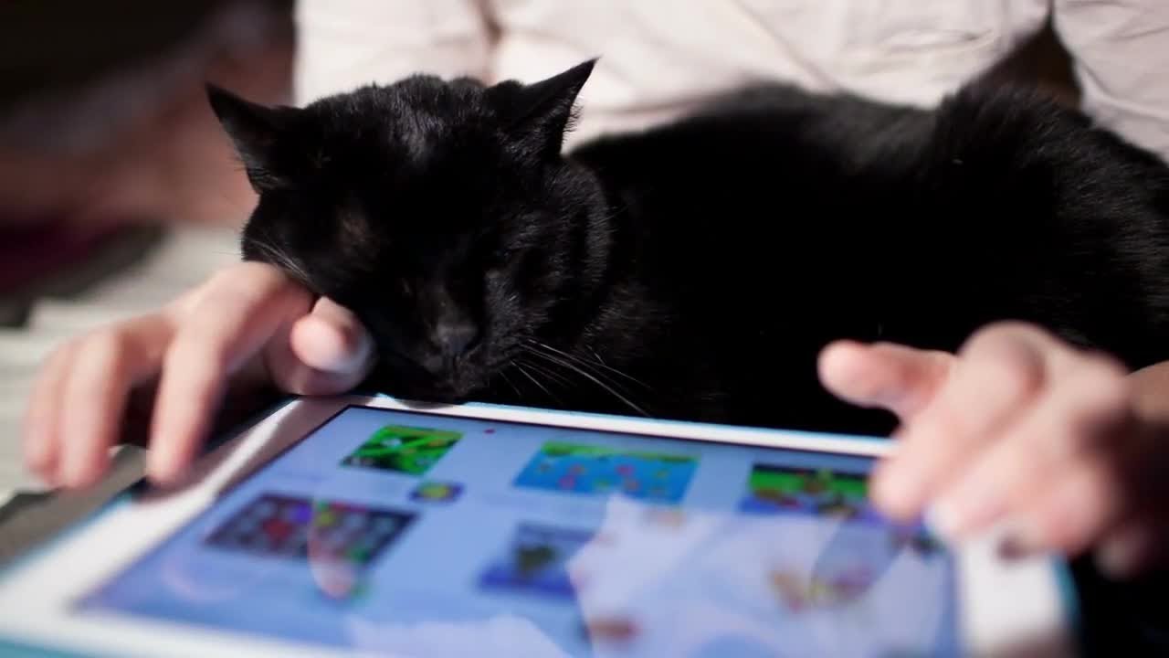Tablet Browsing With Cat Stock Video - YouTube