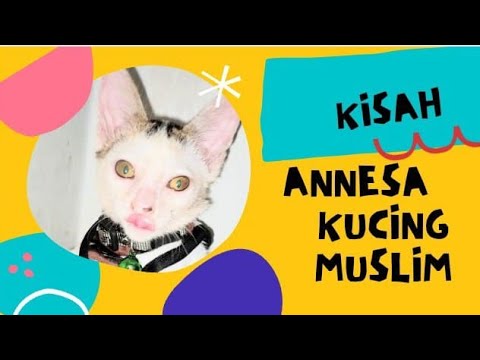 KISAH ANNESA KUCING MUSLIM II @annesakucingmuslimchanel6771