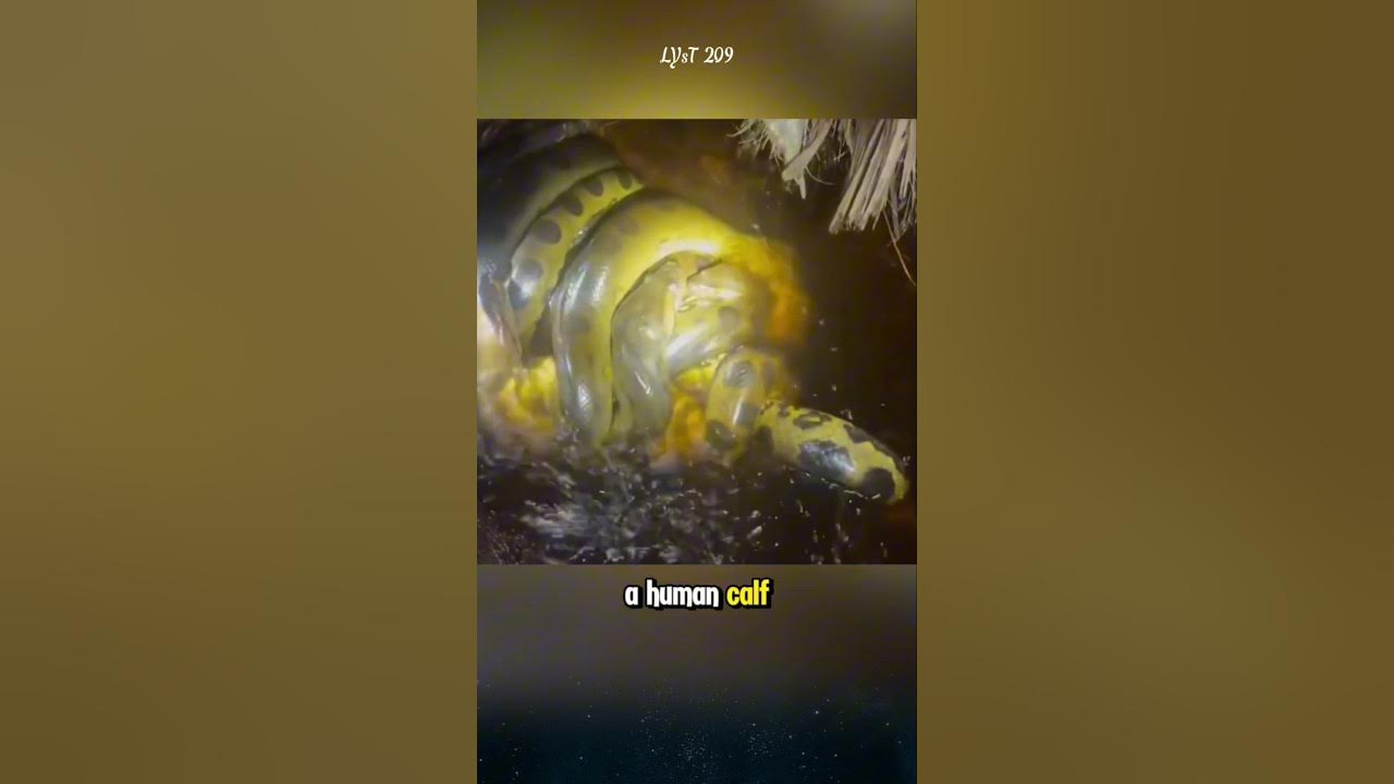 Chilling Discovery of a Mysterious Mass of Giant Pythons. #python # ...