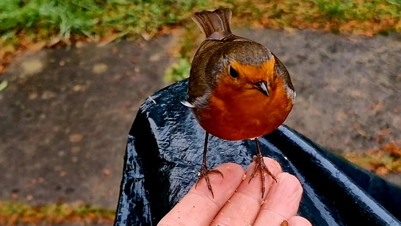Hand Feeding Birds Ray The Robin 27th December 2024 - YouTube