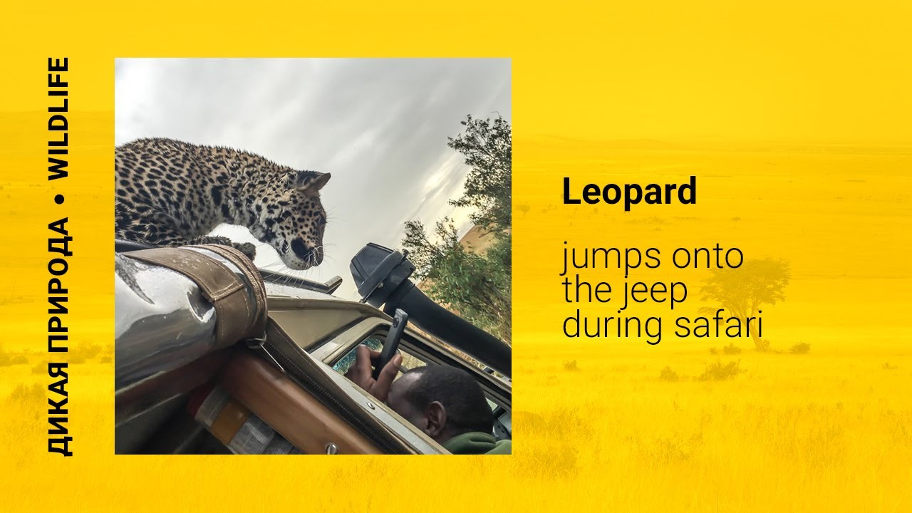 Leopard jumps onto the jeep during safari / Леопард бросается на джип ...