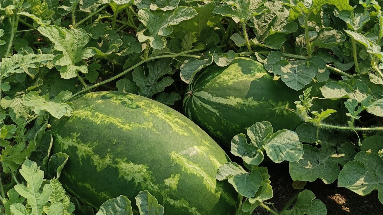 Manejo de la virosis y polinizadores en Sandía - YouTube