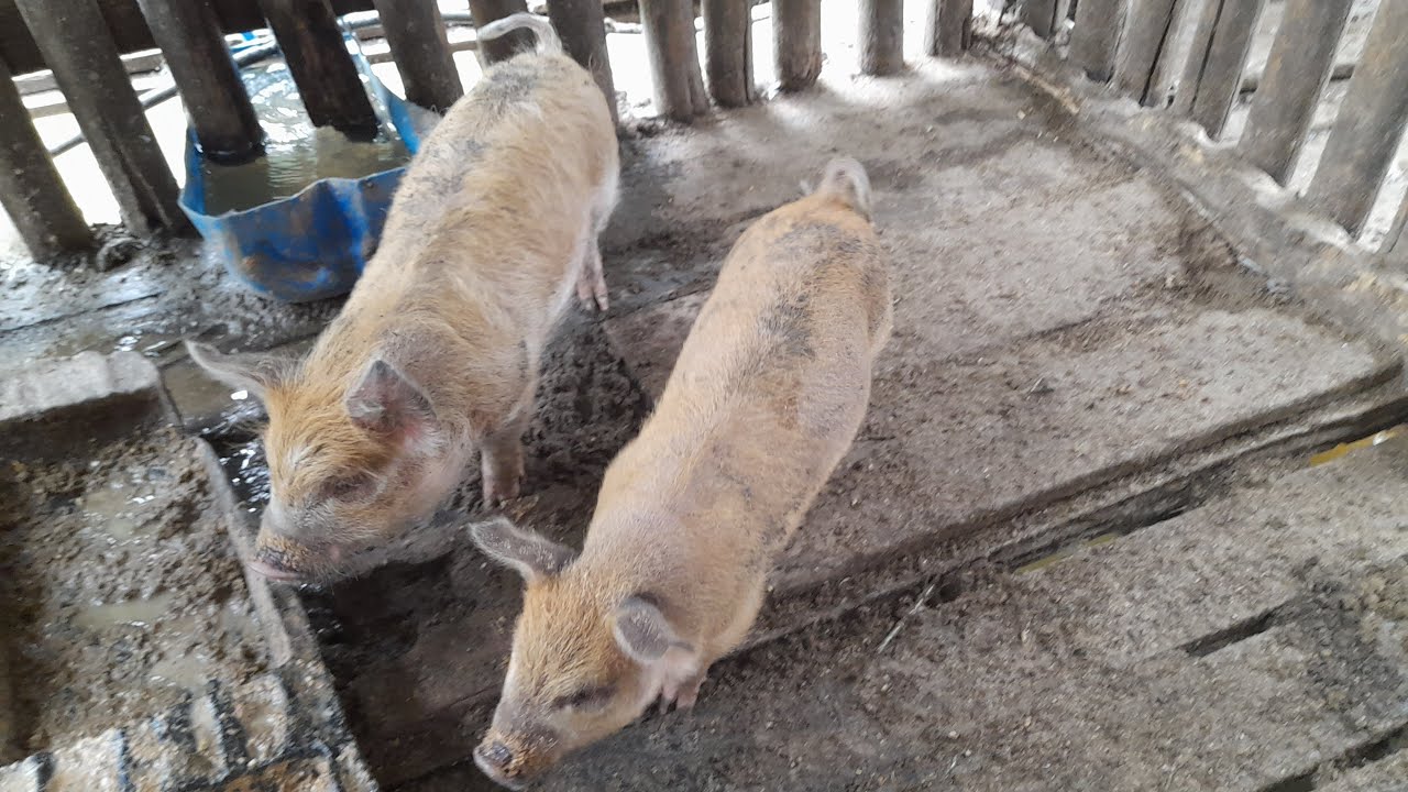 AO VIVO AGORA COM JJ88... - YouTube