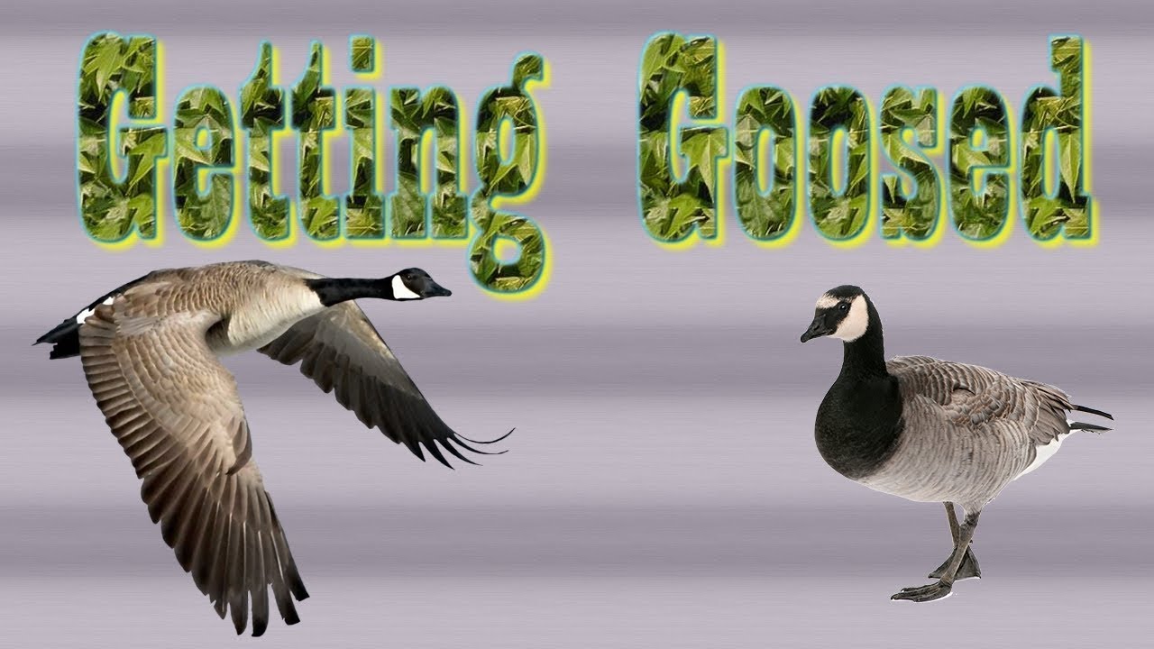 Getting Goosed - YouTube