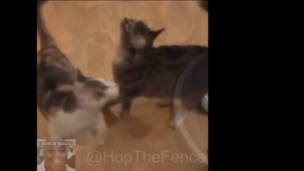 Cats meow like Cardi-B - YouTube