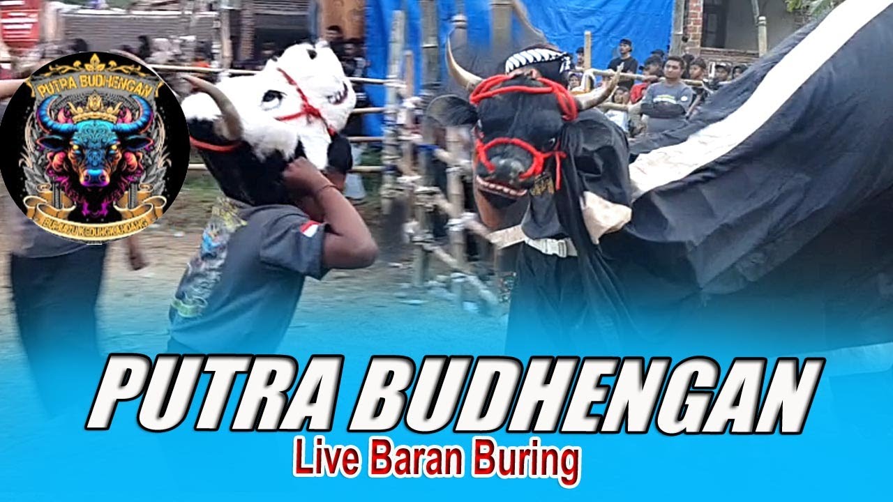 Bantengan PUTRA BUDHENGAN Full Joged - Kalapan | Live Baran Buring ...