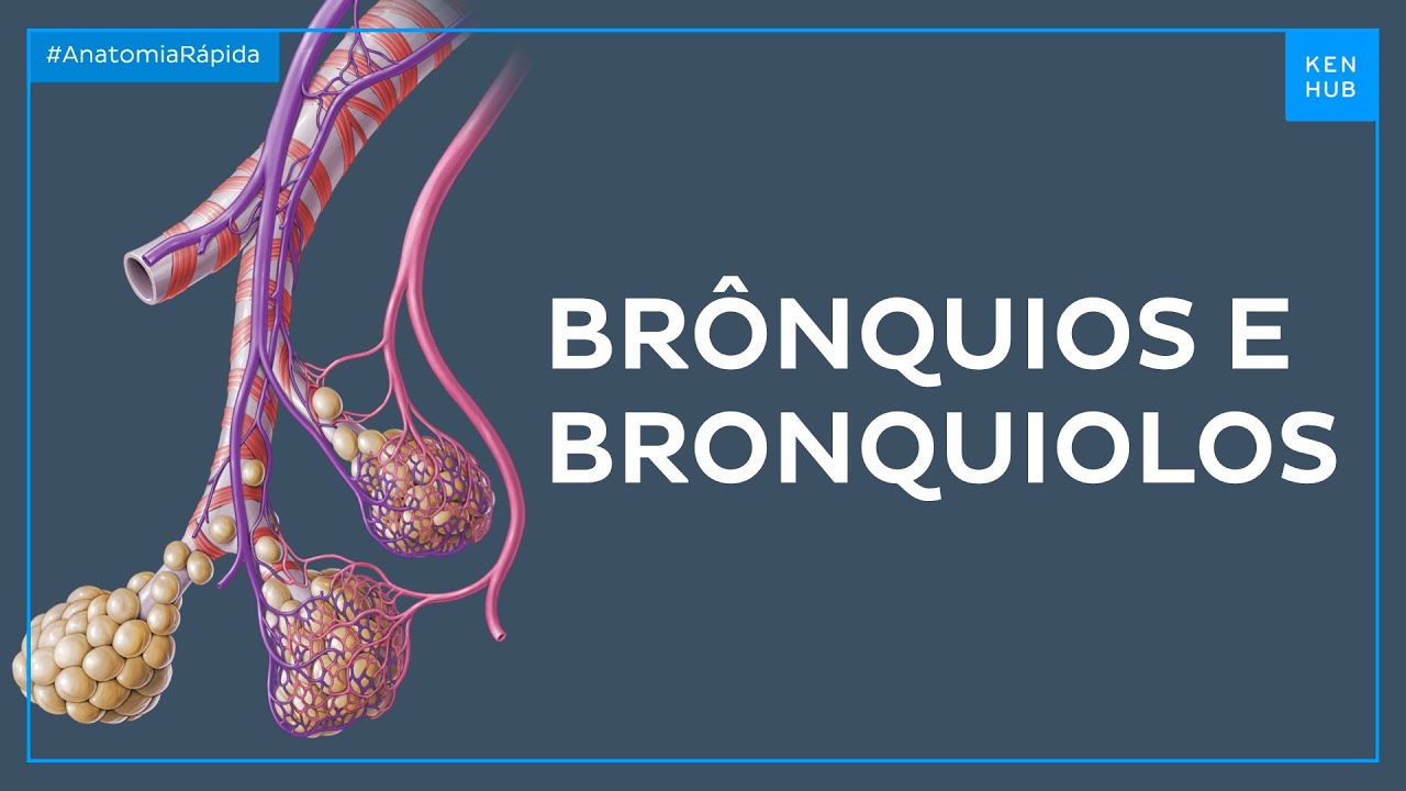 Brônquios e bronquíolos - Anatomia Fácil | Kenhub - YouTube