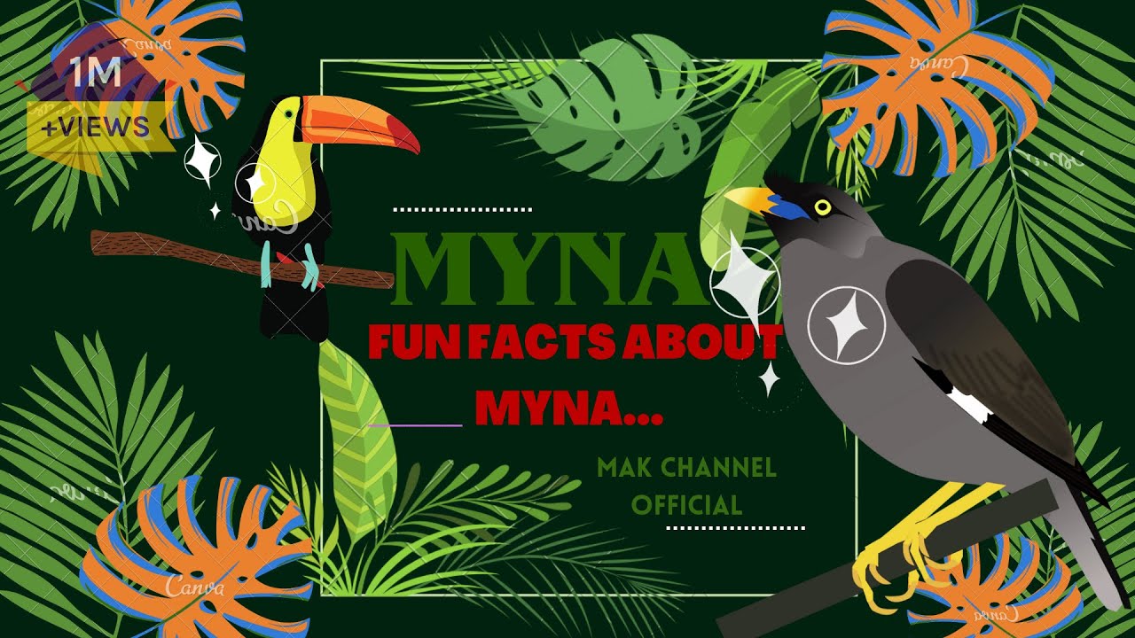 The Rise of MYNA || Everything You Need to Know About MYNA || What MYNA ...
