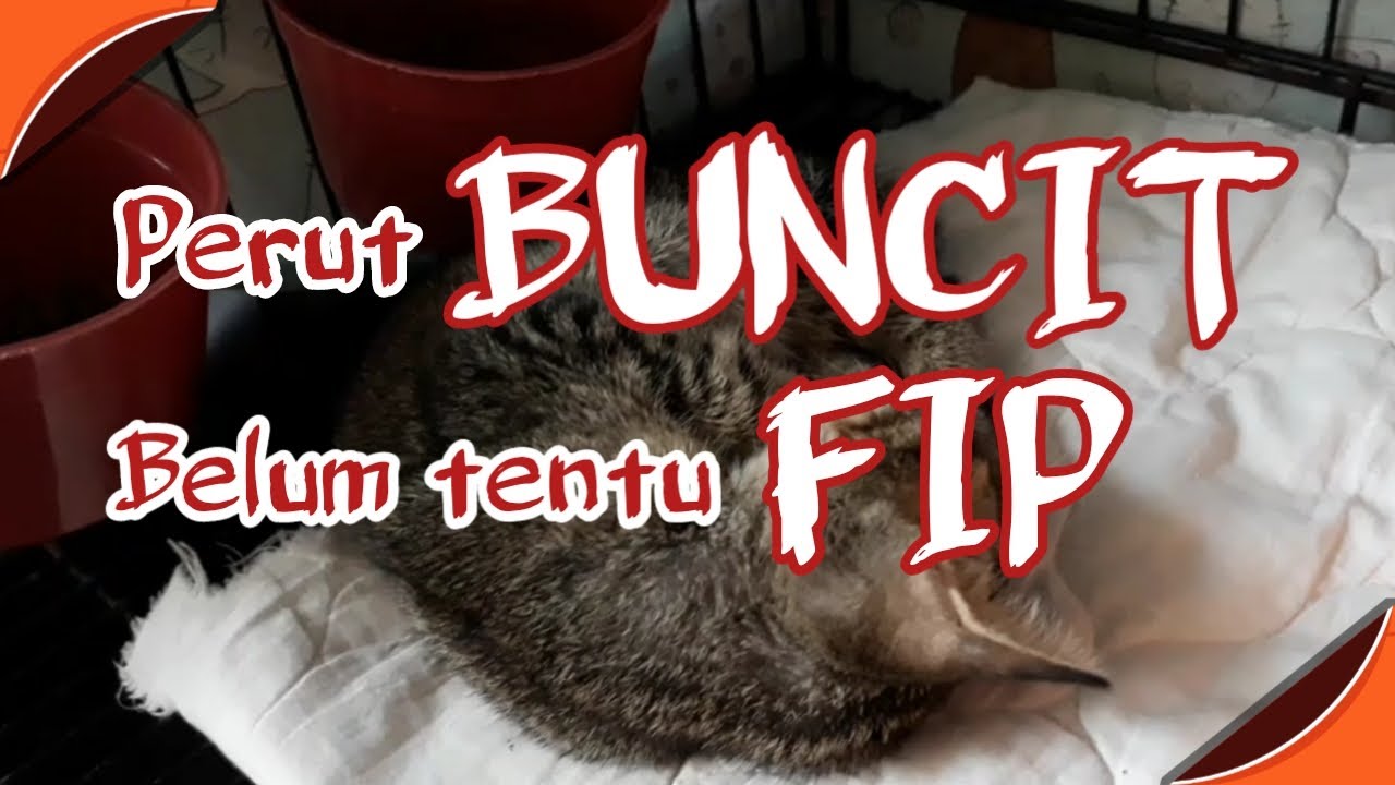 BEDA KUCING FIP DAN CACINGAN Fie fie Jo - YouTube