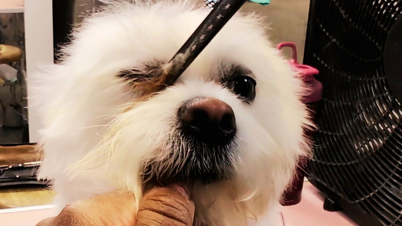 Trimming Your Dog's Face Like a Pro at Home! 🐾 ️ Grooming Tips & Tricks ...