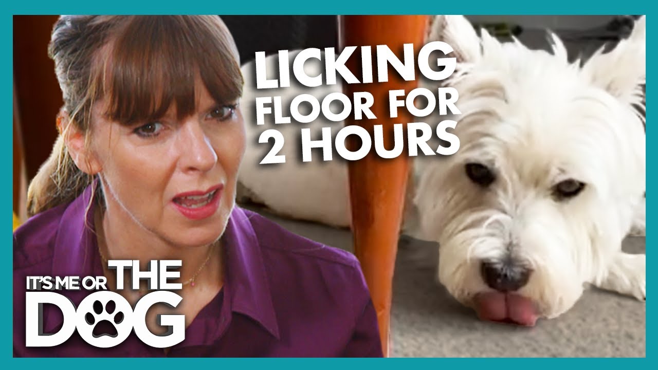 Dog Continuously Licking Floor Viewfloor co dog-continuously-licking-floor-viewfloor-co