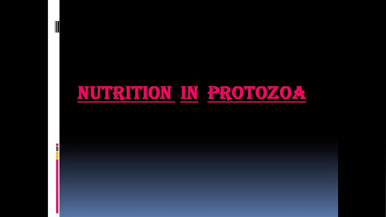 Nutrition in Protozoansll Feeding Mechanism In Protozoans ll Food ...
