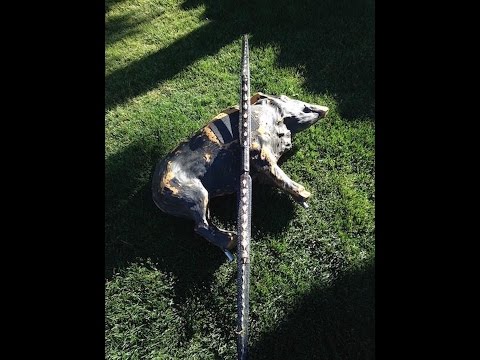 How to prepare Sturgeon Skin (for bow backing and other crafts). - YouTube