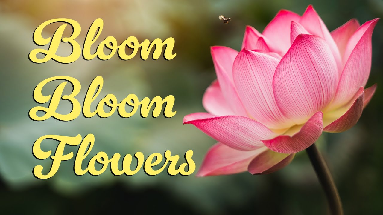 🌸🎶 Bloom Bloom Flowers 🌼 Magical World of Flowers for Kids - YouTube