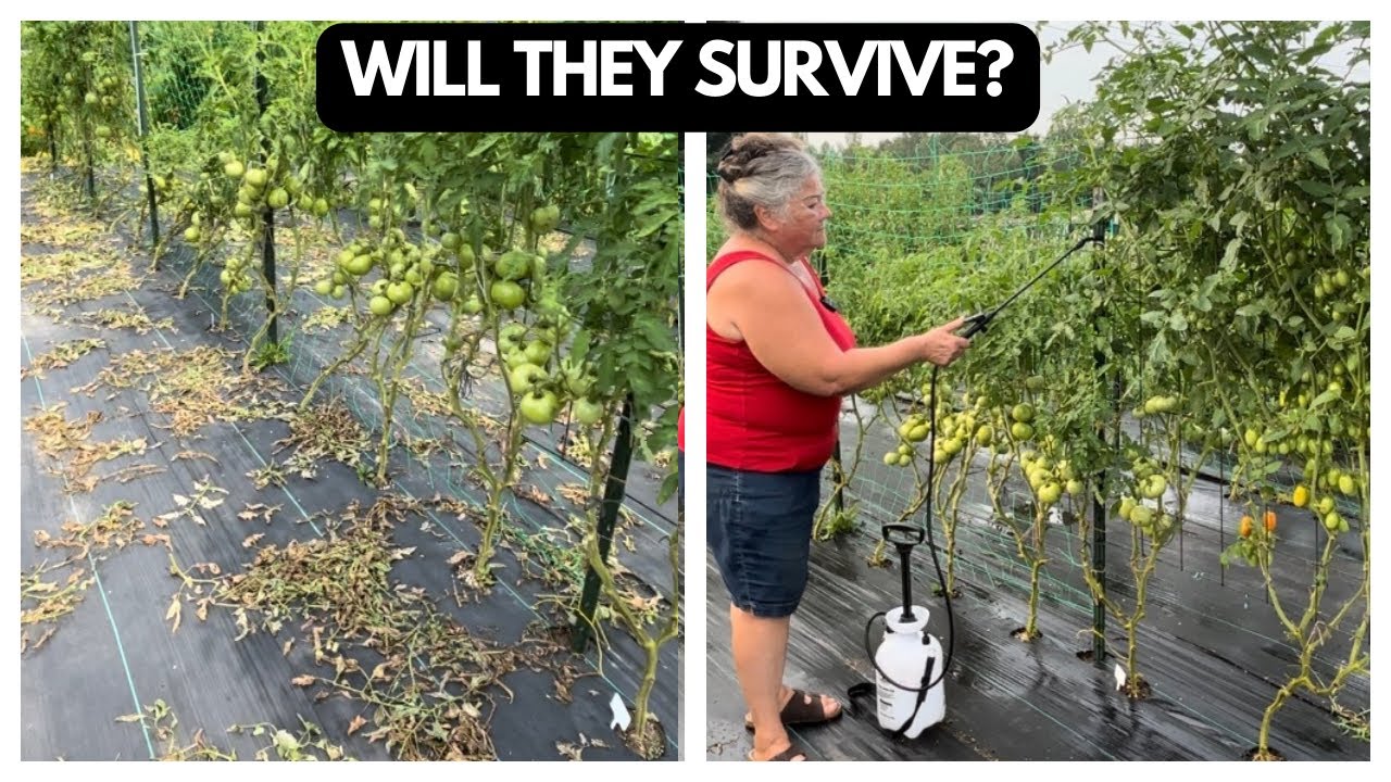 MY POOR TOMATO PLANTS - WILL THEY SURVIVE? Or Did I Make Things Worse ...