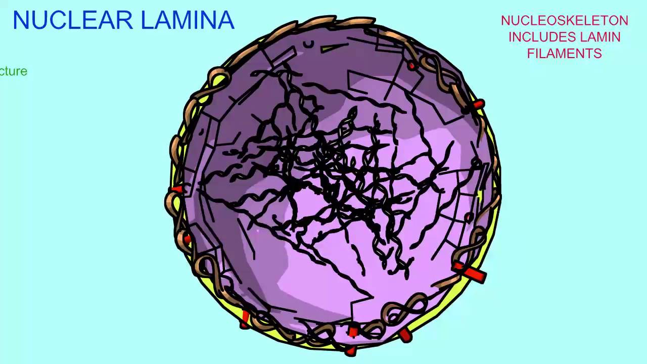 Nuclear Lamina And Nuclear Matrix