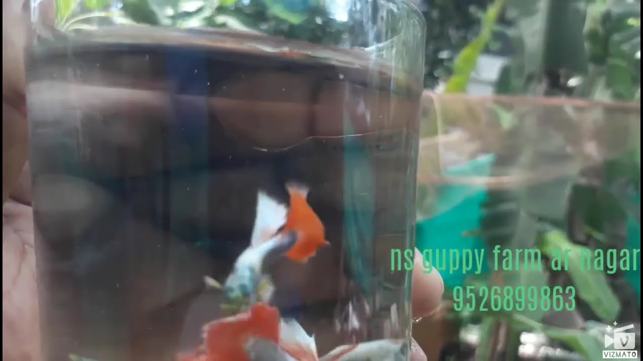 Big ear Santa claus guppy - YouTube
