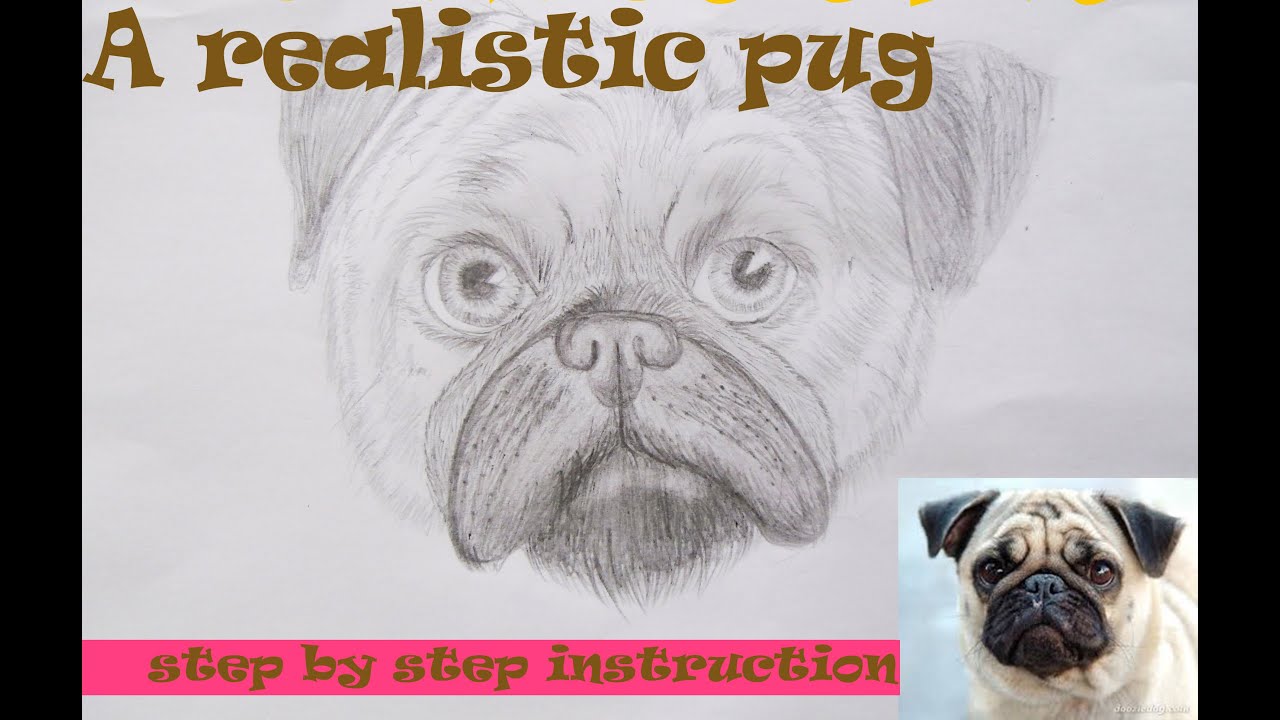 Drawing lesson How to draw a pug. Pug's outlines and proportions ( part ...