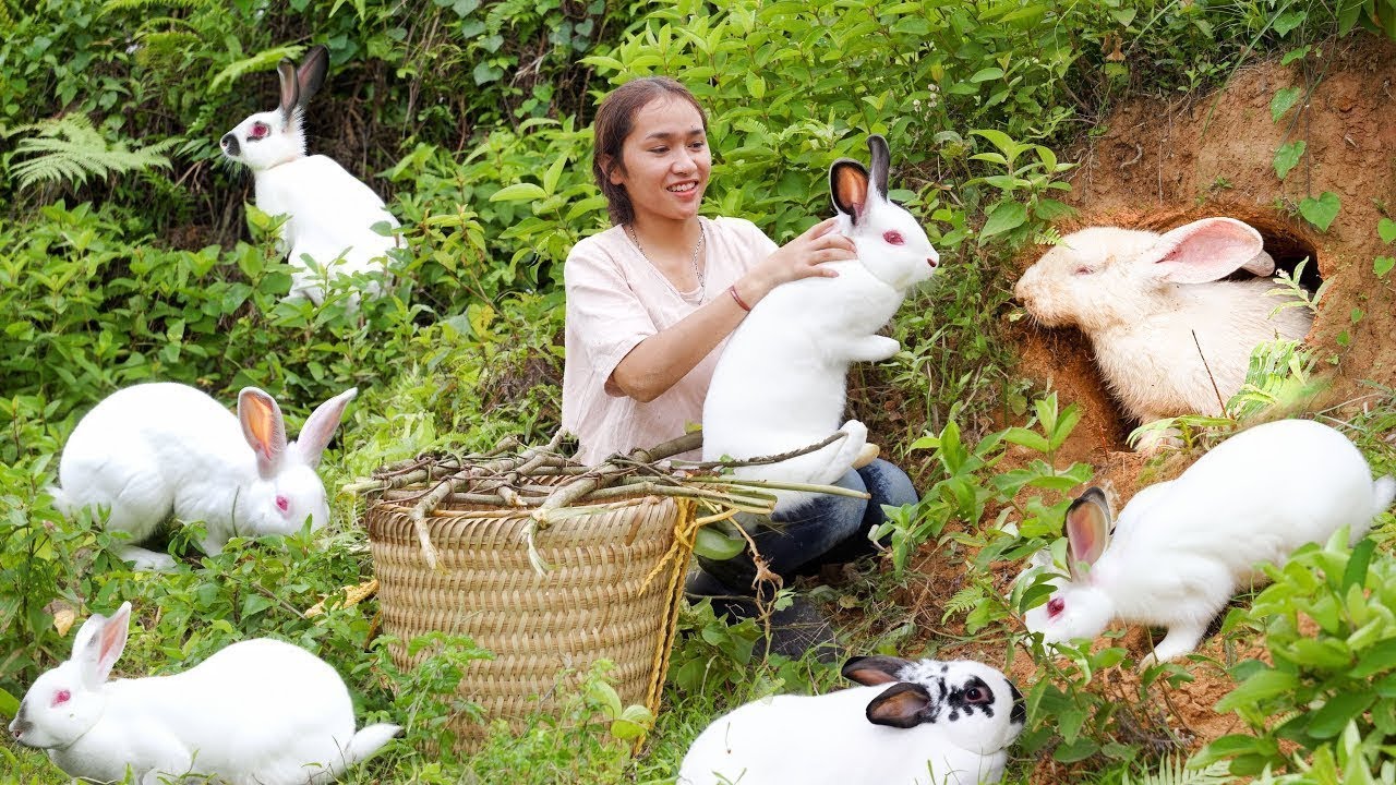 Harvesting Rabbits and Selling at the Market | How to Raise Rabbits ...
