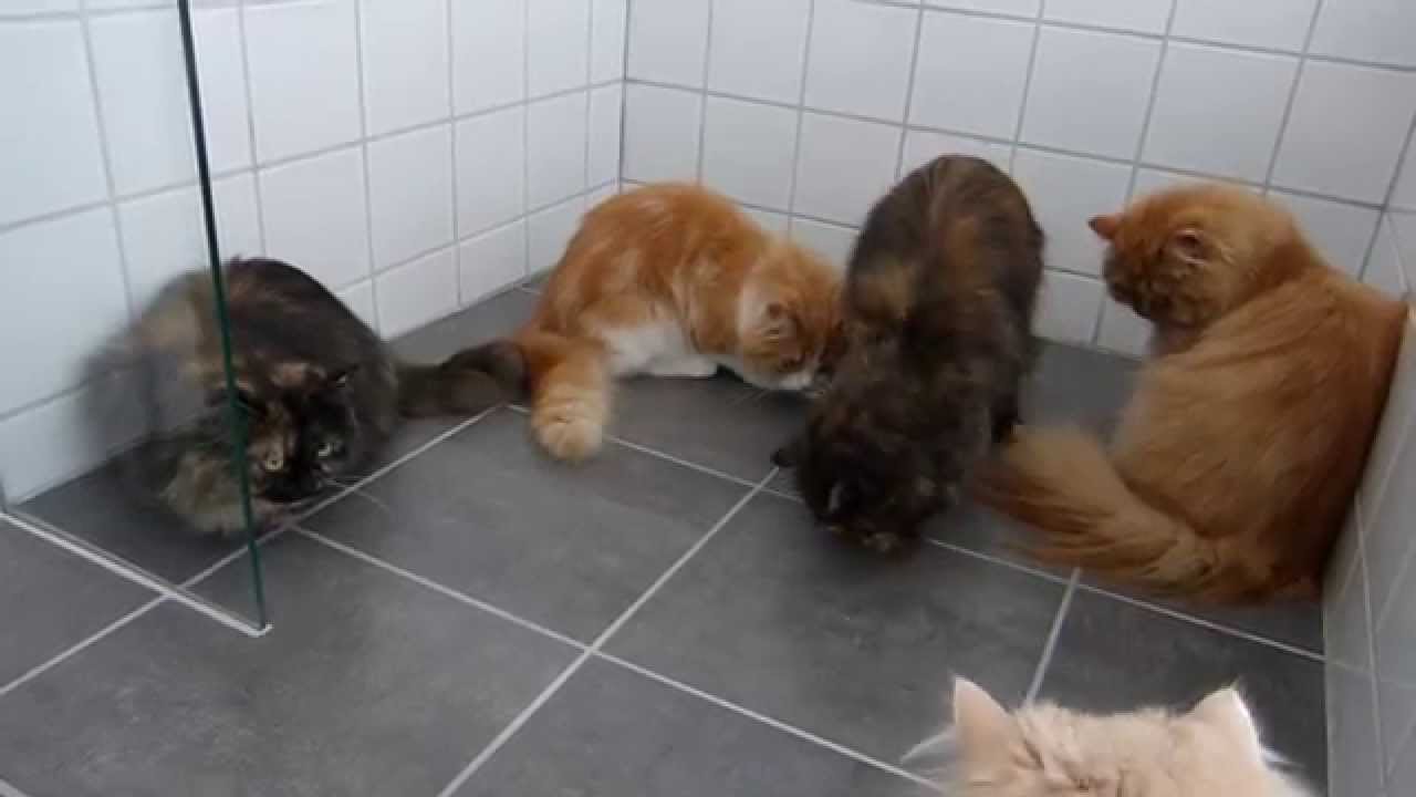 Persian kittens playing with 'bug' - 1 year later - YouTube