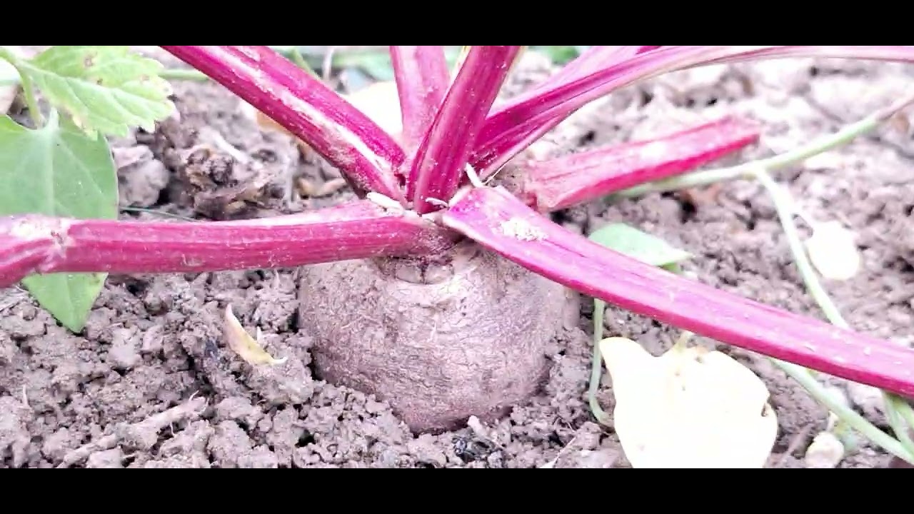 earth.plants-animals Beta vulgaris subsp esculenta, beetroot,panxhar ...