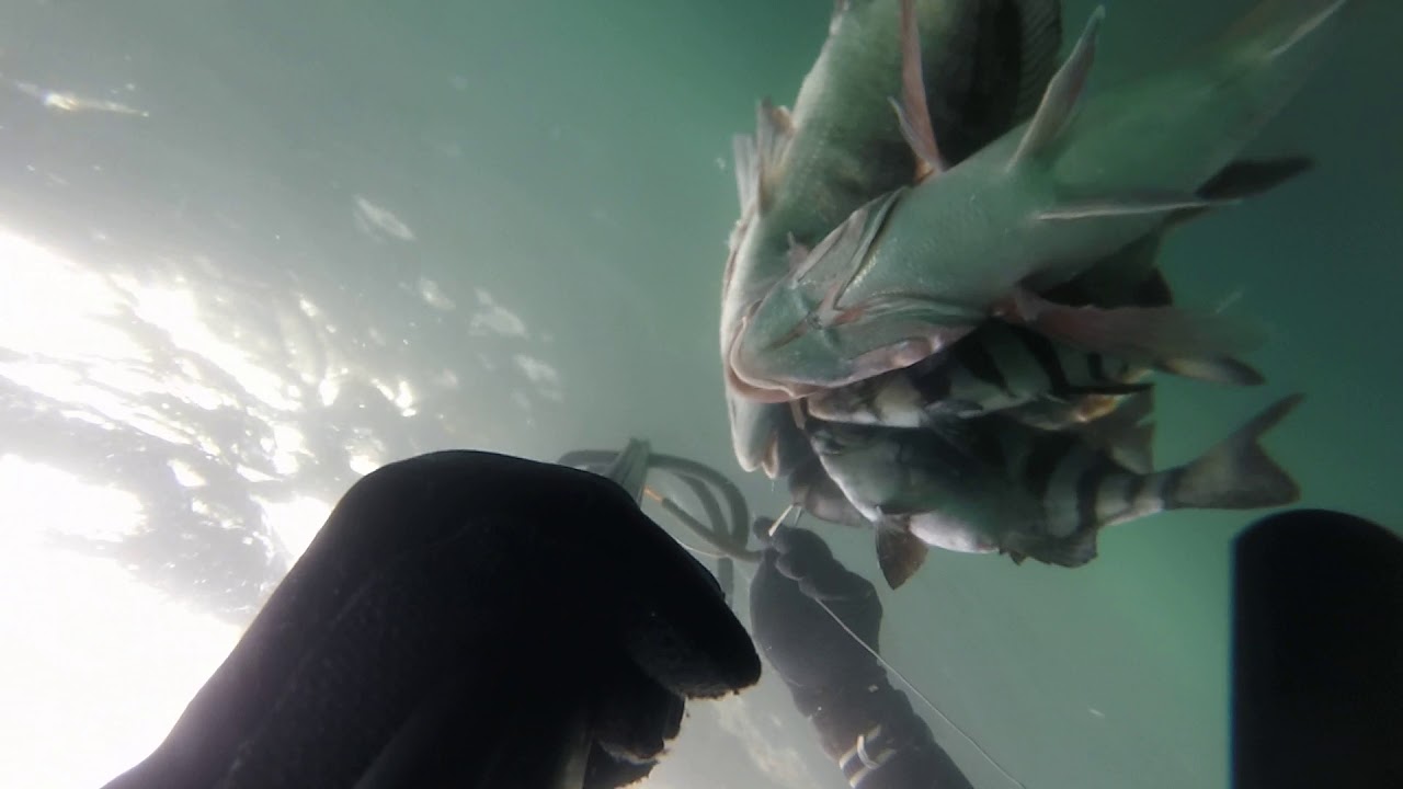 20190511- [K-Whale Divers] : 65Cm Red Sea Bream in Jeju - YouTube