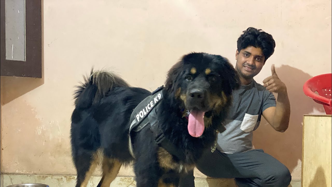 LIVE CCTV Footage Of Devil : The Tibetan Mastiff | How to train your ...