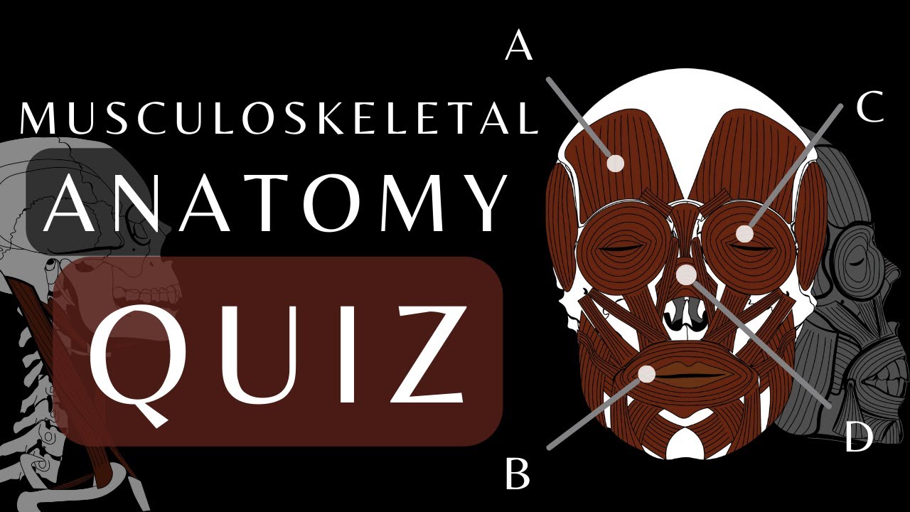 Muscles of the Head and Neck Quiz | Anatomy and Physiology # ...