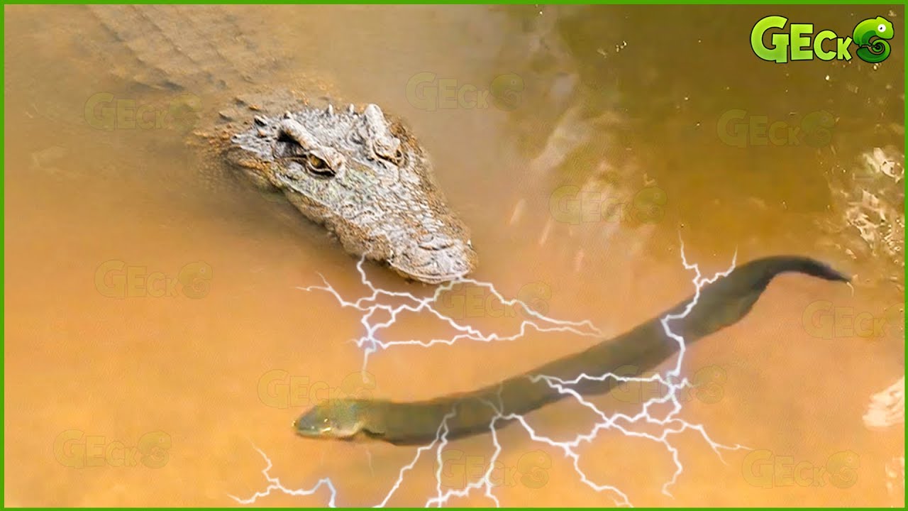 30 Scary Moments Crocodiles Messed With The Wrong Animals And D ie From ...