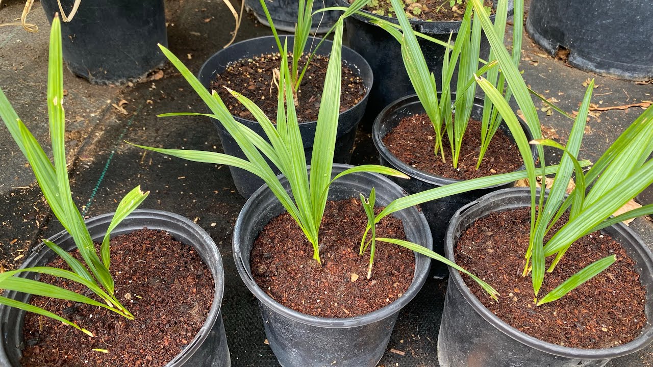 New Sabal Minor palms - YouTube